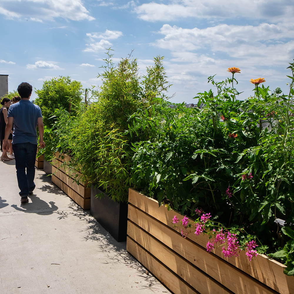Potager urbain d'INRAE - Cultures en Ville