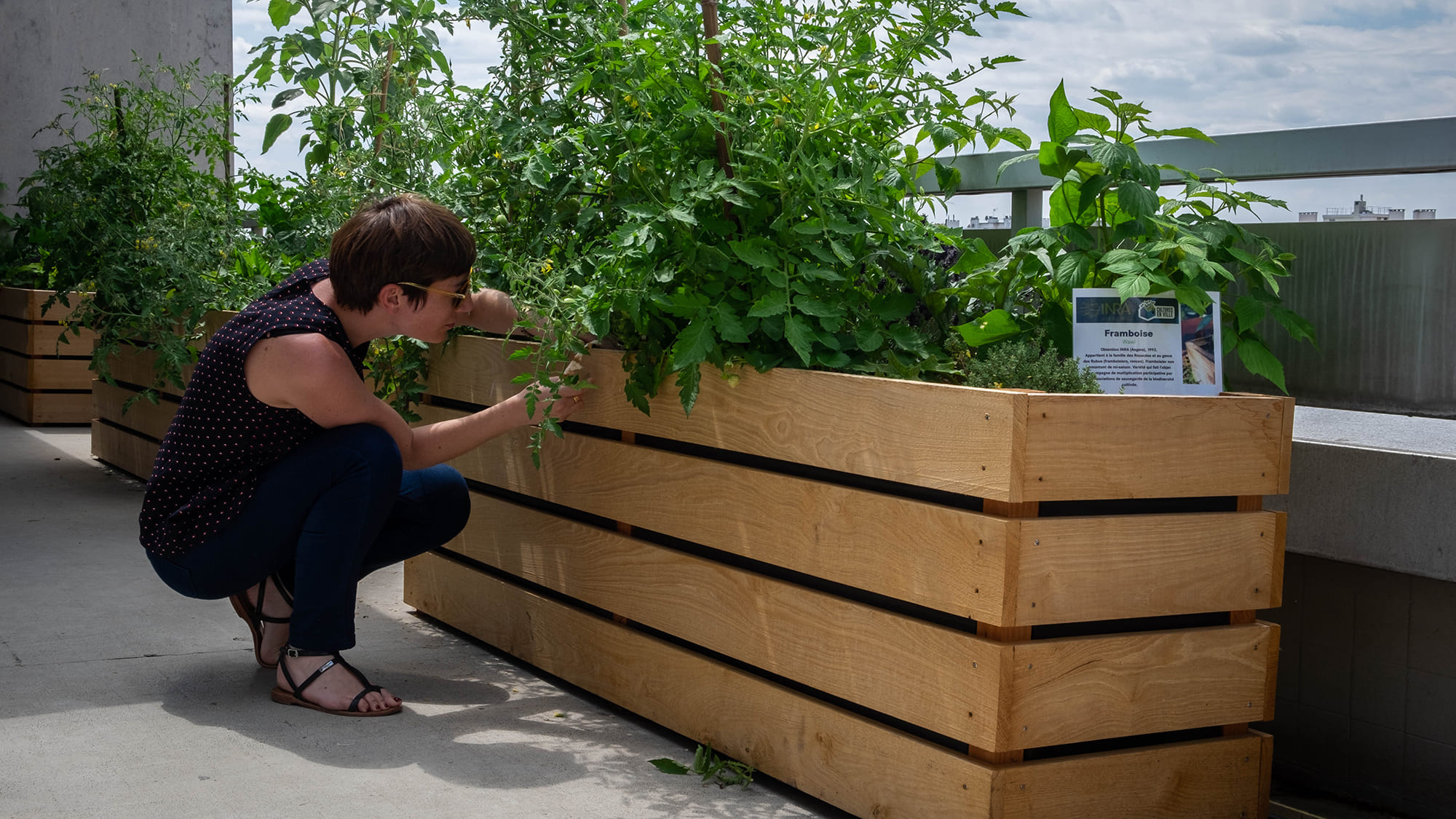 Potager urbain d'INRAE - Cultures en Ville
