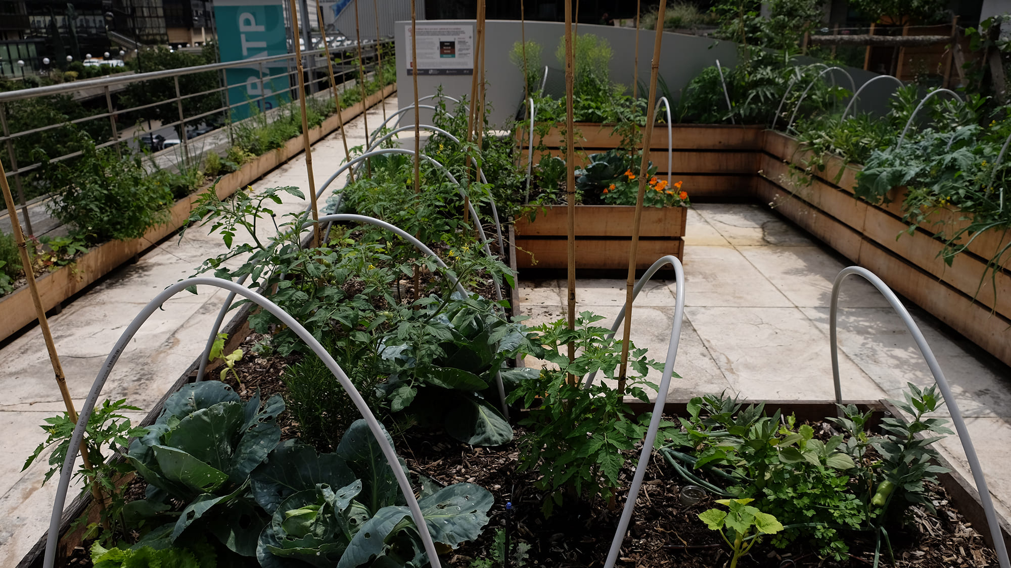 Potager urbain de la RATP - Cultures en Ville