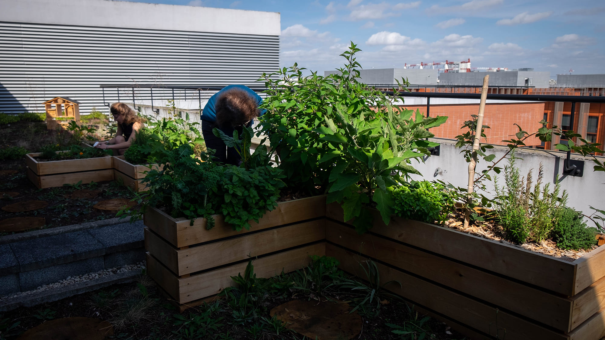 Potager urbain de Vinci - Cultures en Ville